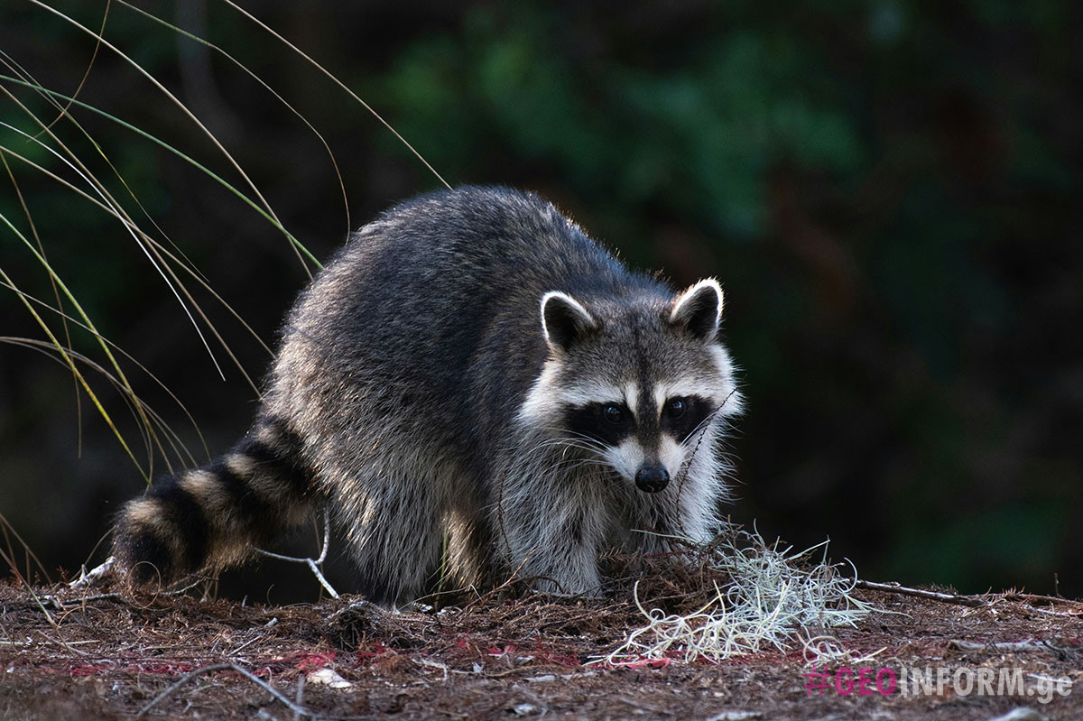 ენოტმა ტორონტოში ელექტროენერგია გათიშა - World News